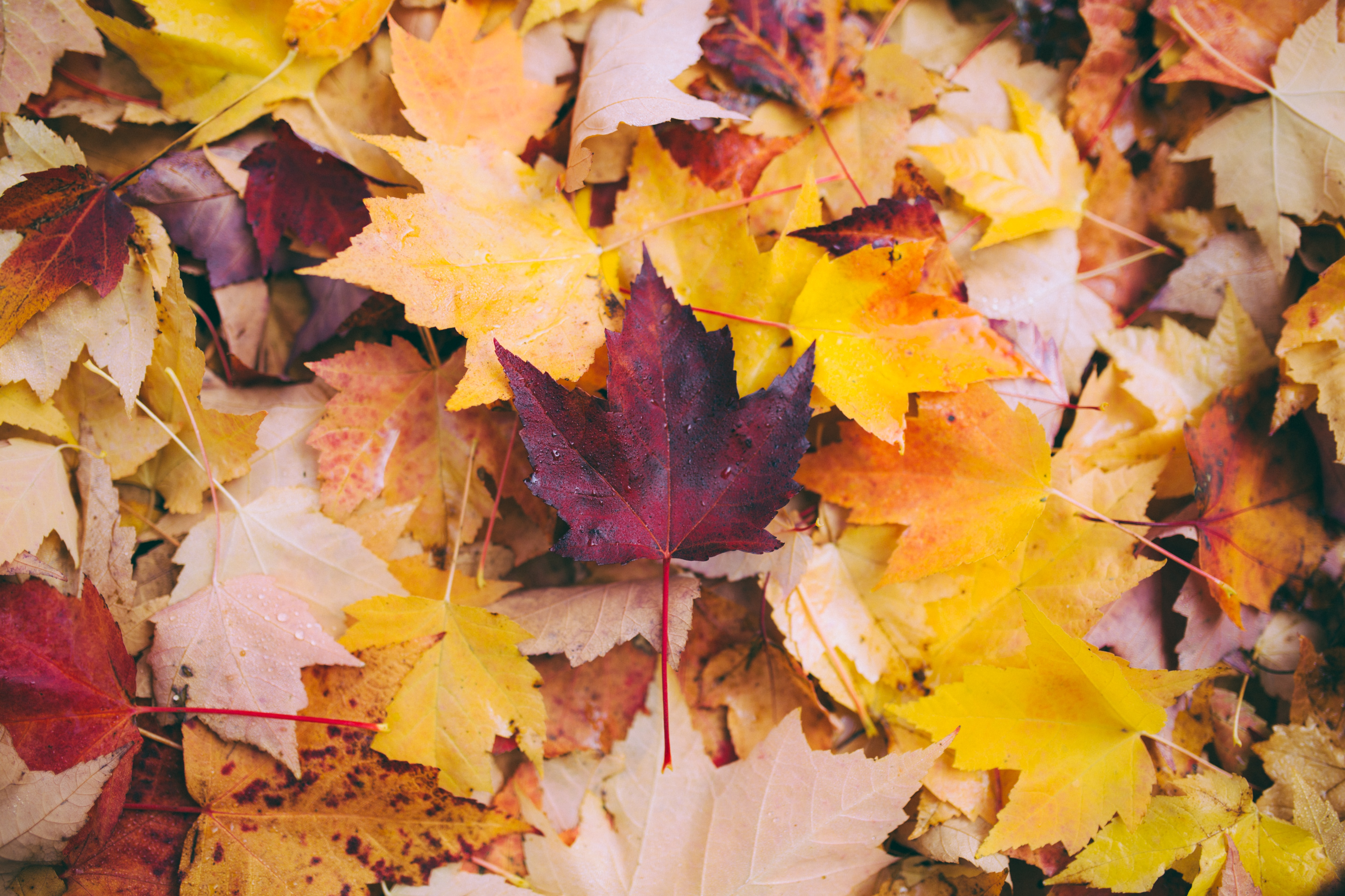 Fall Volunteering: Our Favorite Ways to Give Back This Season